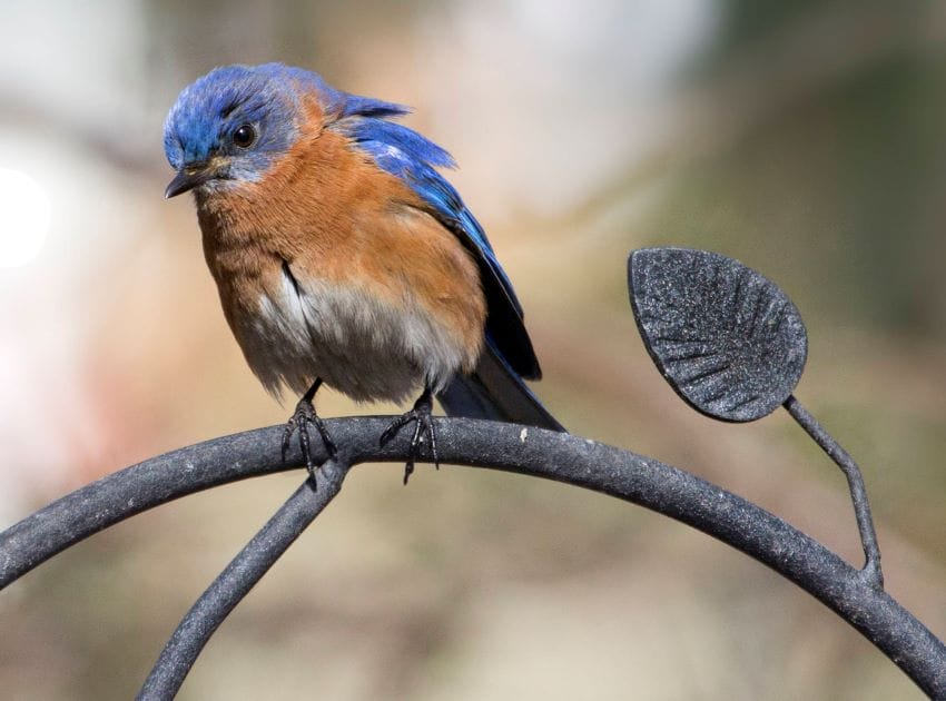 Support your VA Bluebirds - LYH – Lynchburg Tourism
