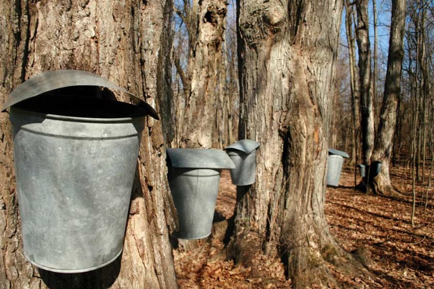 Sugar Maple Tree Tapping