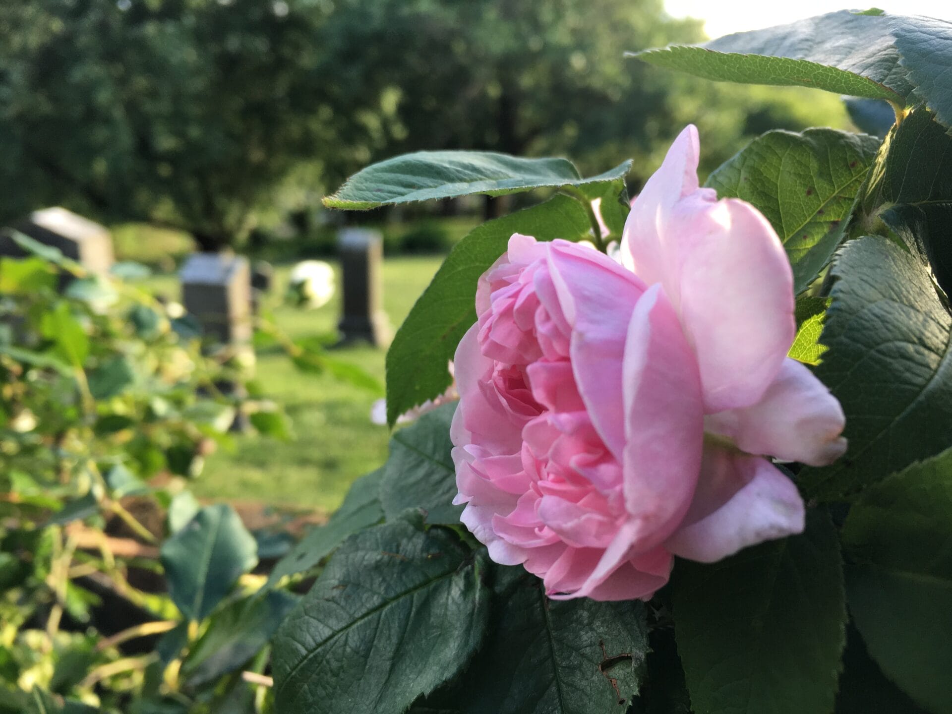 Gardening with Roses: With Rosarian Jack Stevenson - LYH – Lynchburg ...