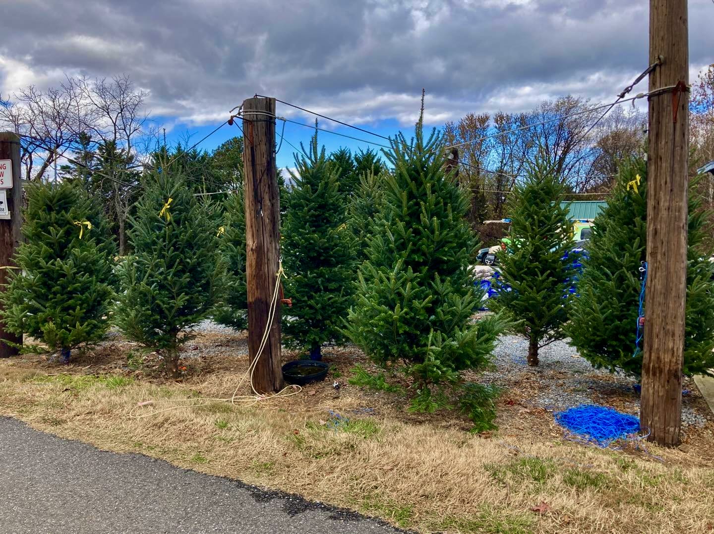Christmas Tree Hunting in LYH - LYH – Lynchburg Tourism